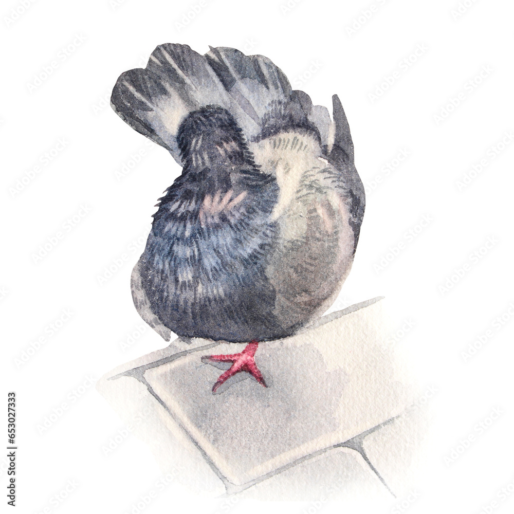 Watercolor gray bird dove isolated on white background. Hand-drawn ...