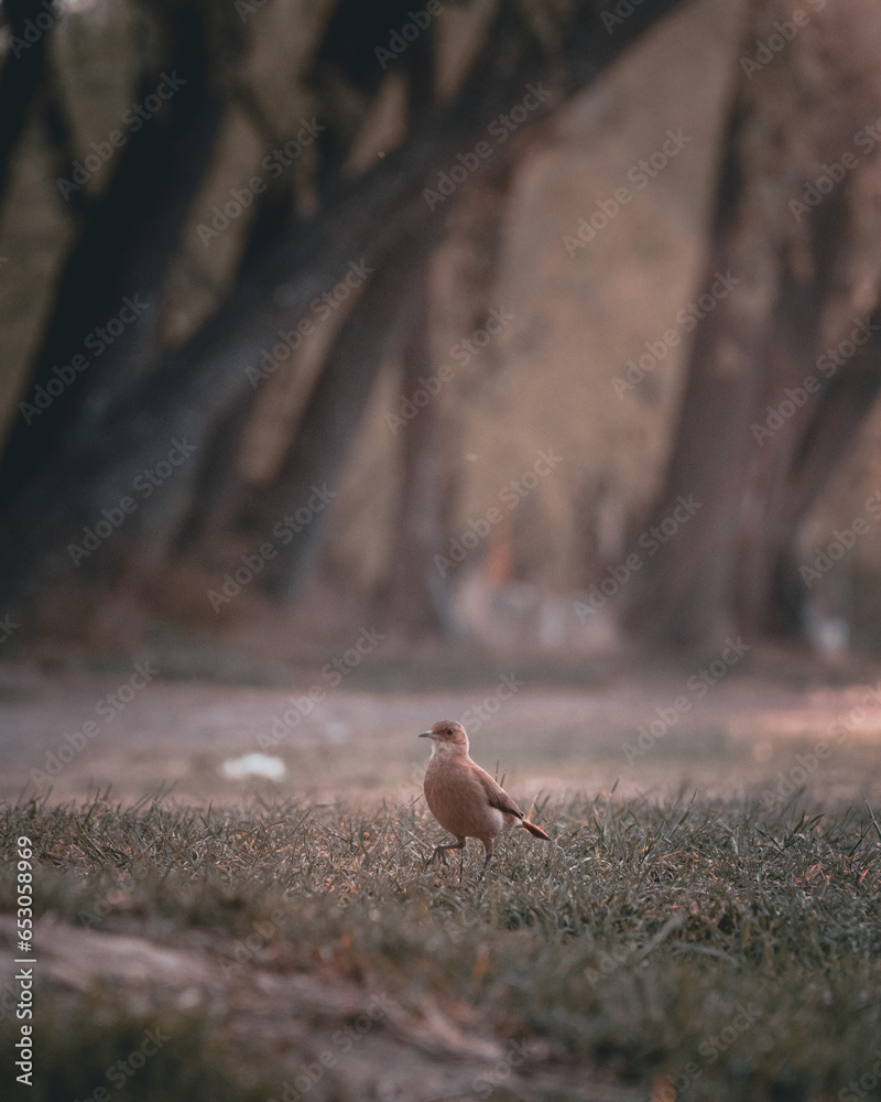 Hornero posando, simbolo argentino Stock Photo | Adobe Stock