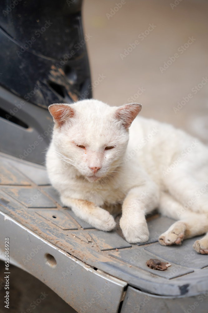 A cat with symptoms of infection by the Sarcoptes scabiei mite, also ...