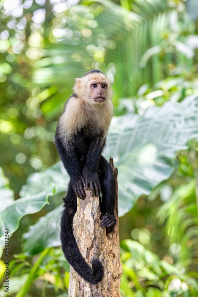 Colombian white-faced capuchin (Cebus capucinus) on tree, Manuel ...