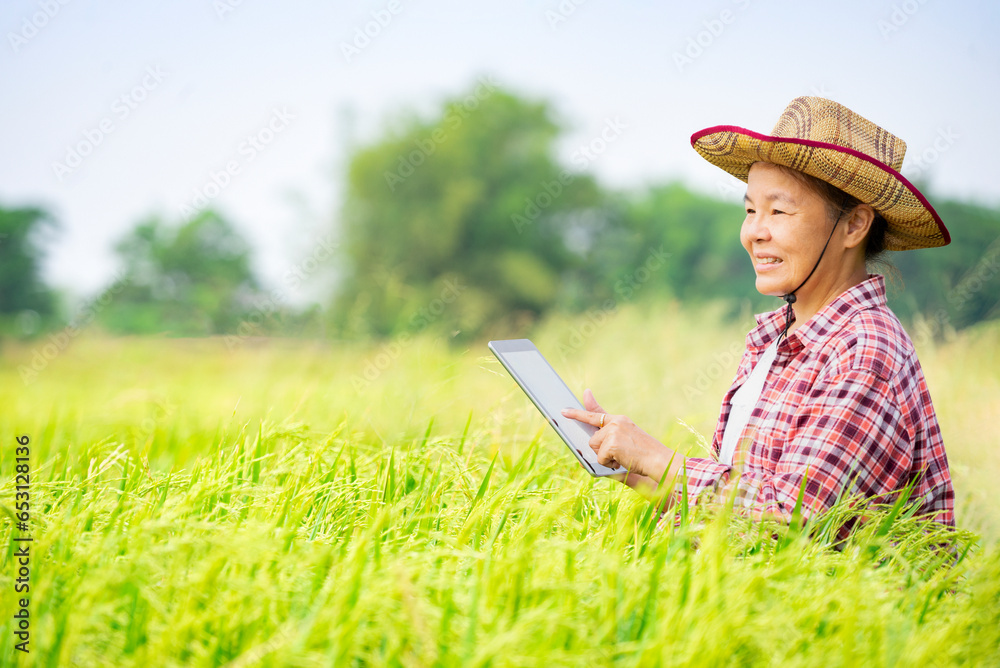 asian female farmer standing among rice field,using tablet technology ...