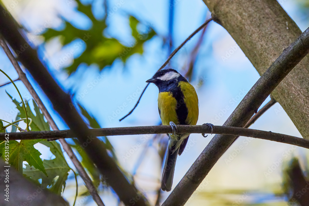 (Parus major) is a small sedentary bird of the Paridae family, widely ...