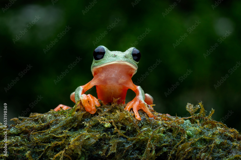 Morelet's Tree Frog (Agalychnis moreletii) also been called Black-eyed ...