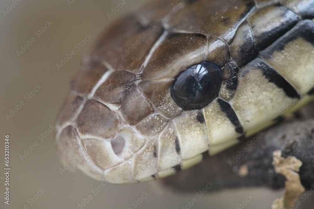 Spilotes pullatus, commonly known as the chicken snake, tropical ...