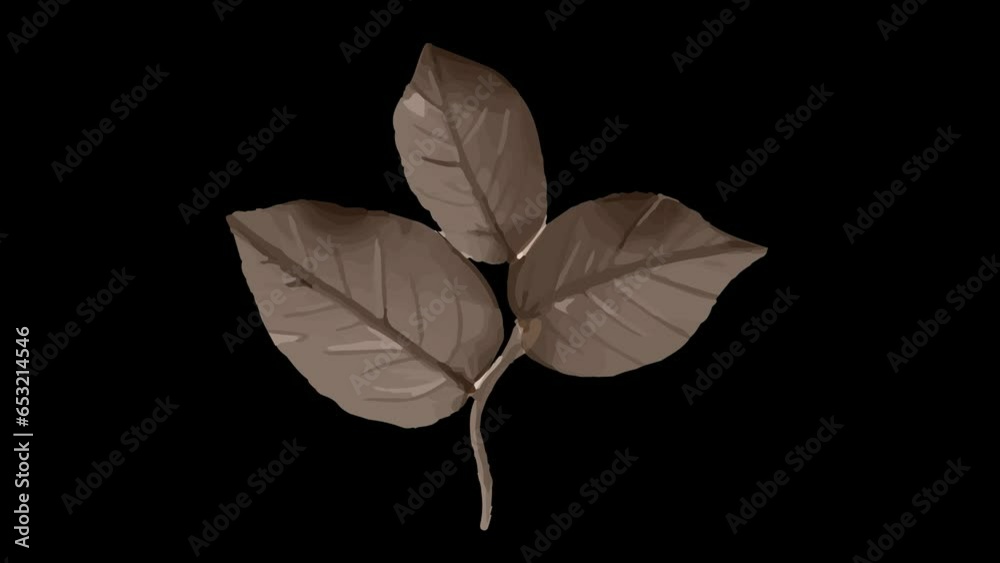 Growing leaf's animation on transparent background for wedding projects ...