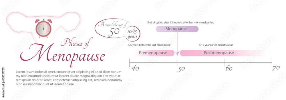 Phases of the Menopause.silhouette of a female reproductive organ with ...