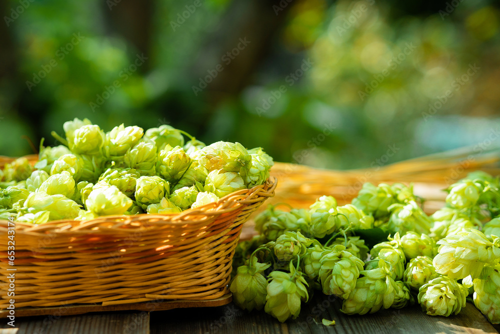 Foto Stock Fresh cones of hops in the basket and ears of grain near on ...