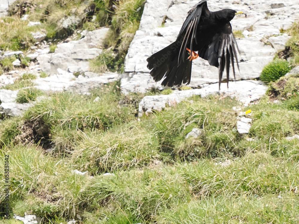 Alpine Chough, also known as the Yellow-billed Chough, a distinctive ...