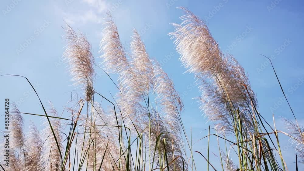 White kashful plant reed catkin flowers close view under the clear blue ...