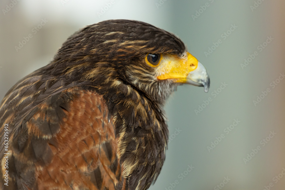 Side view of Falcon bird which has brown color is looking for a prey ...