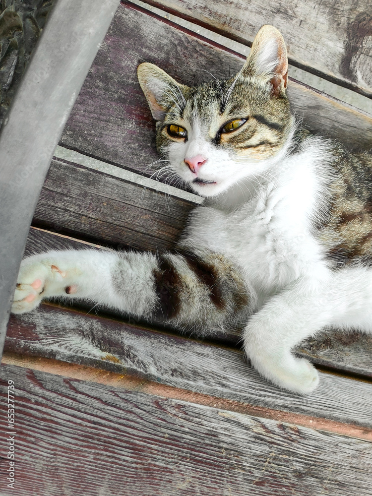 Cute cat with yellow eyes lying on bench narrowed yellow eyes, vertical ...