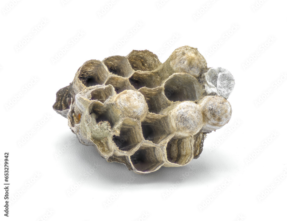 Umbrella paper vespid wasp nest made from fiber from dead wood pulp and ...