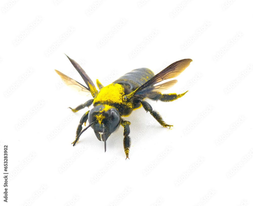 Giant sweat bee - Dieunomia heteropoda - large species of flying insect ...