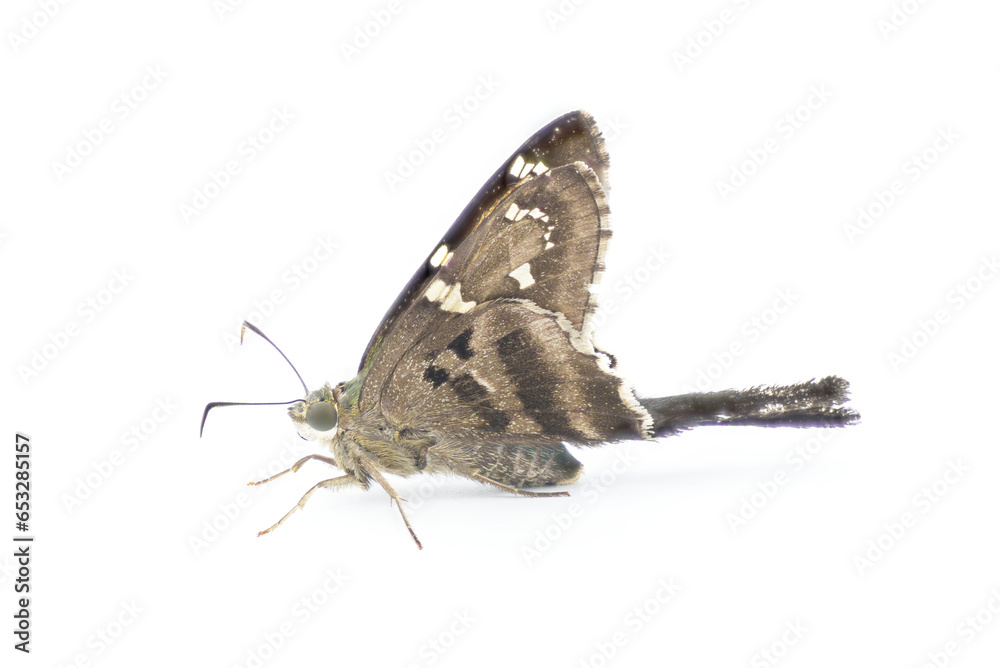 long tailed skipper or bean leafroller - Urbanus proteus - large ...