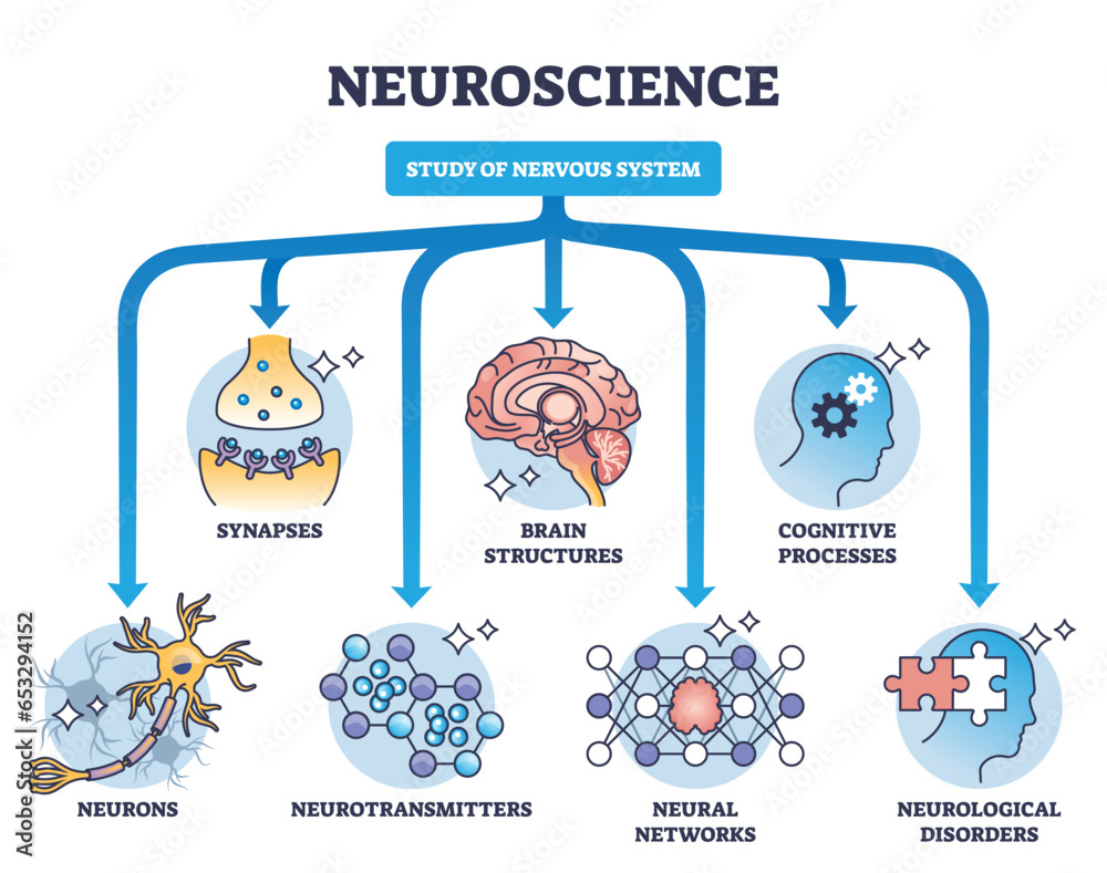 Neuroscience as study of nervous system medical division outline diagram. Labeled educational ...