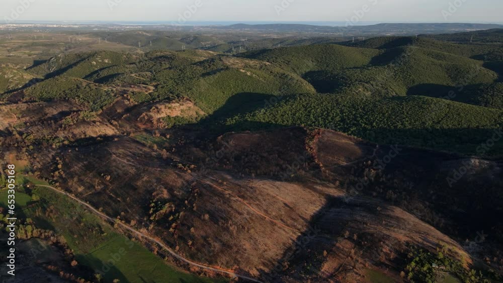 forest after wildfire, aerial video. contrast between green trees and ...