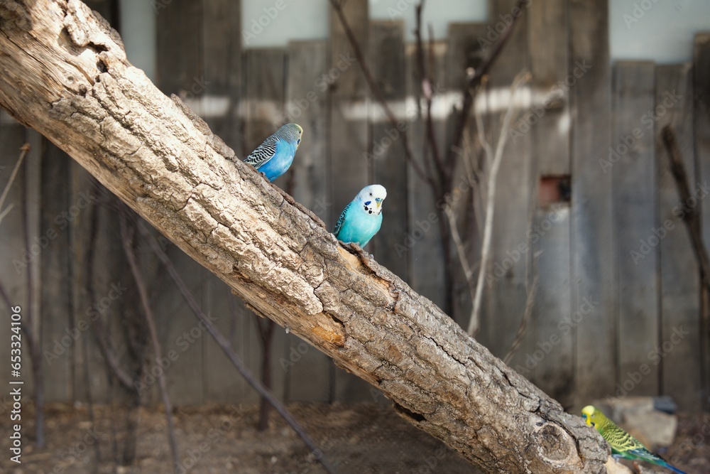 budgerigar, also known as the common parakeet, shell parakeet or budgie ...