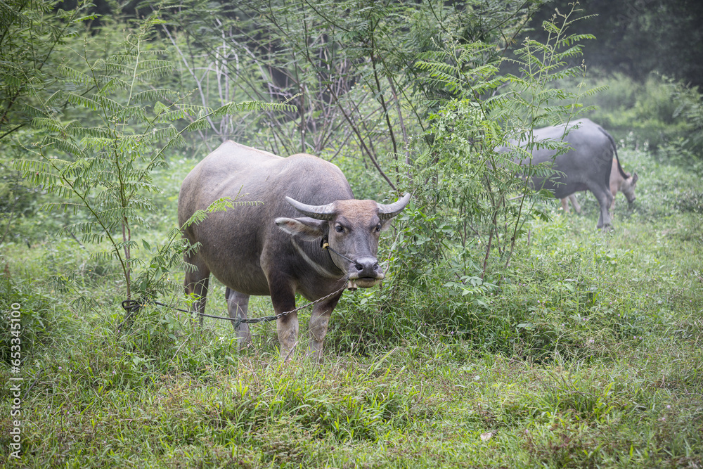 Water buffalos (Bubalus bubalis). Thai buffalos herd standing in the ...