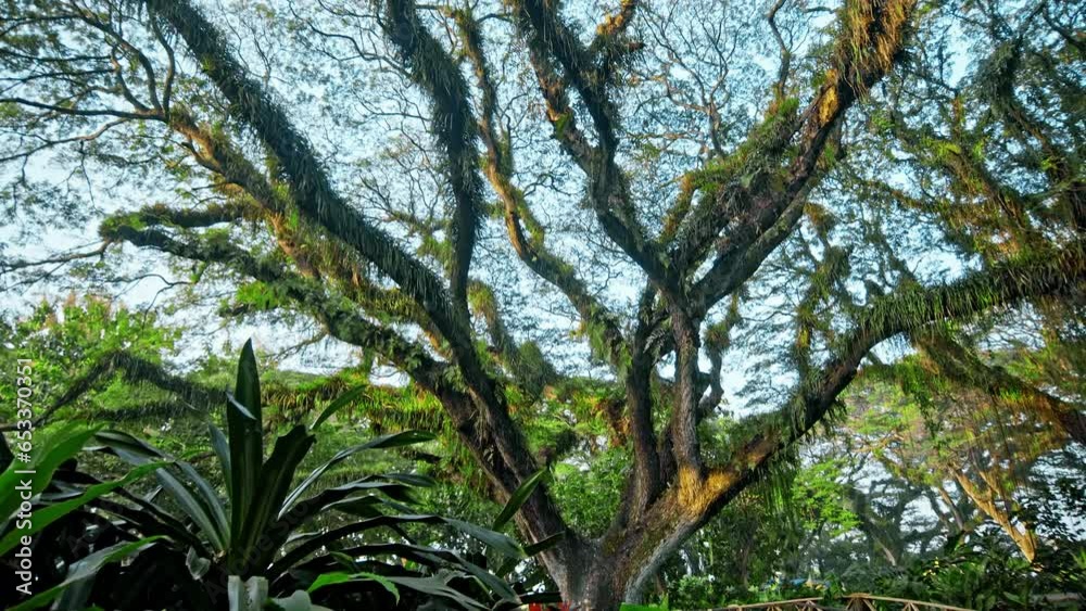 Ancient tree Samanea saman from Dutch era in De Djawatan forest in ...