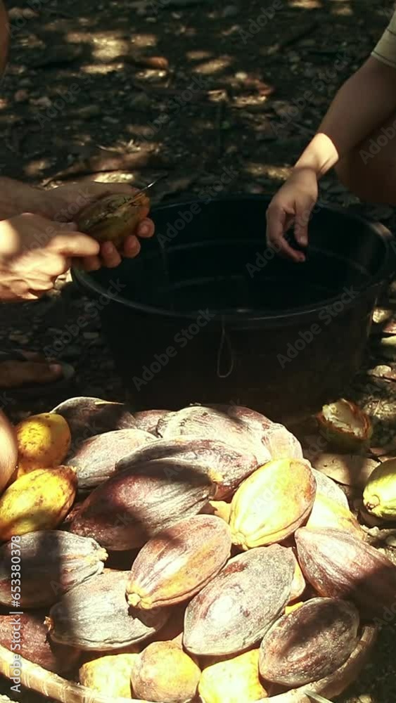 Video Stock Collecting seeds from fresh cacao fruit together to make ...