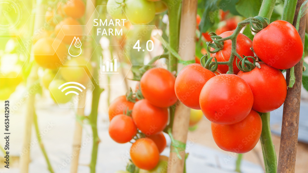 Tomatoes in greenhouse with infographics, Smart farming and precision ...