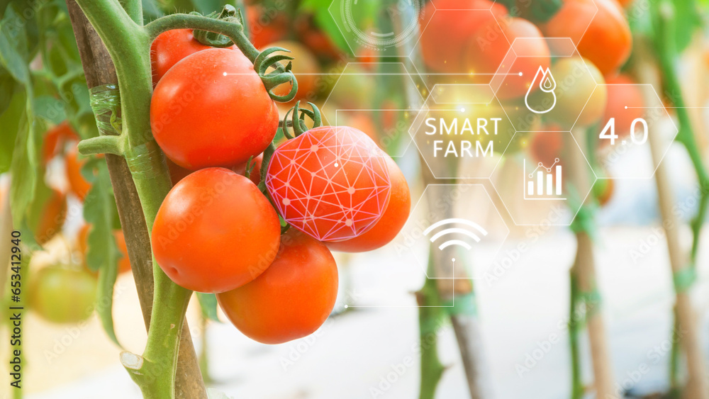 Tomatoes in greenhouse with infographics, Smart farming and precision ...