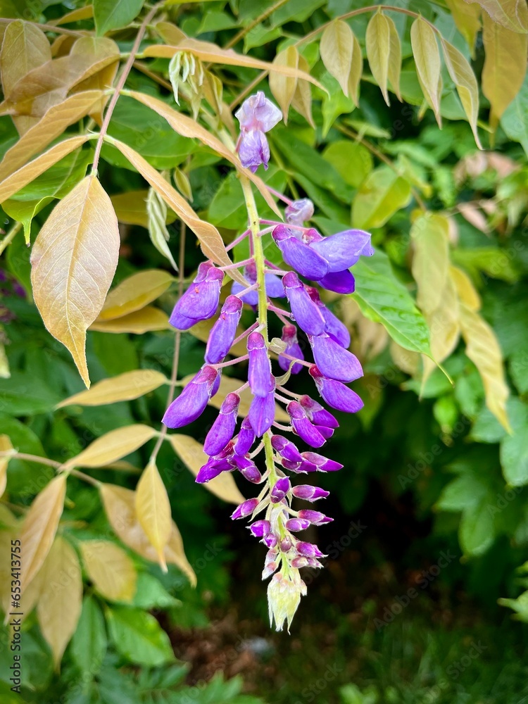 gros plan sur une fleur à clochette violette dans son environnement ...