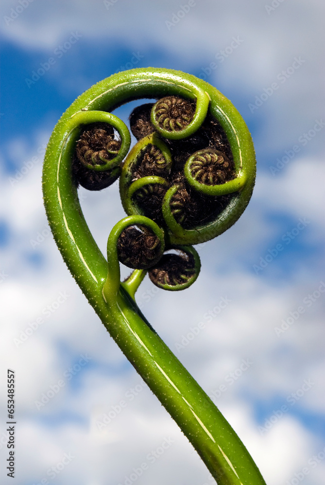 New shoot of fern frond on New Zealand tree fern. The koru (Māori for ...