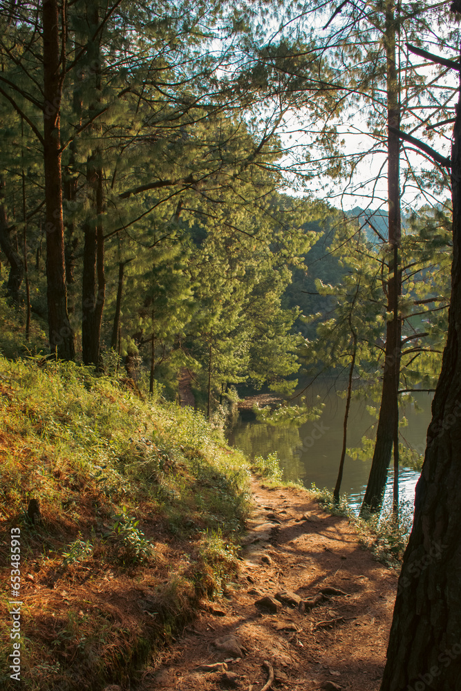Sendero en medio del bosque, hermoso paisaje boscoso con un lago de ...