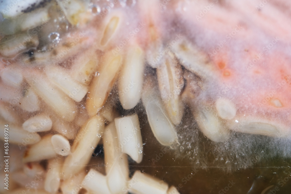 Bacillus cereus is a toxin producing bacteria that is one of the most ...