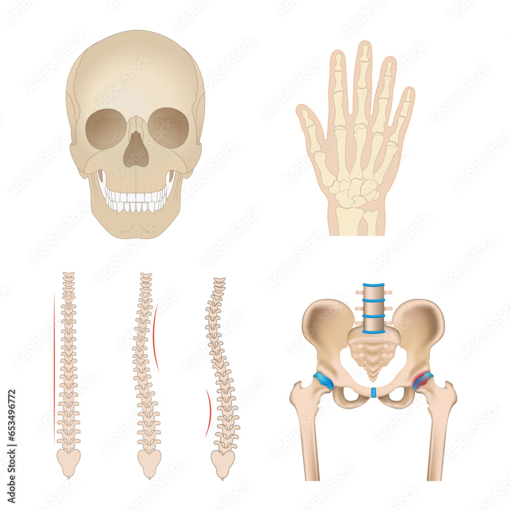 Realistic human bones. Isolated anatomical body parts, skeleton ...