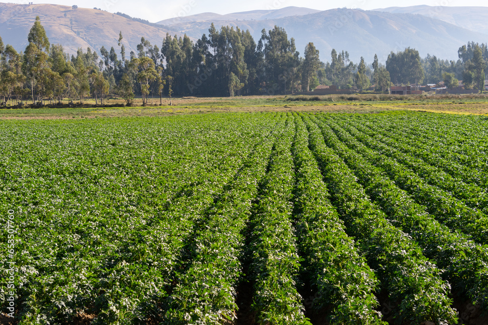 Campo de cultivo de papas orgánicas y nativas en los andes peruanos ...