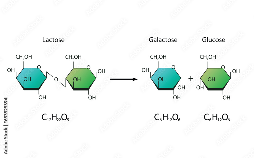 Lactose Hydrolysis. Lactase enzyme Effect On Lactose Sugar Molecule ...