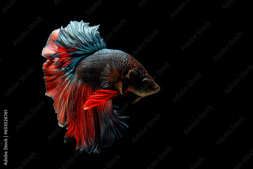 Pink betta fish "Fancy Halfmoon Betta" The moving moment beautiful of ...