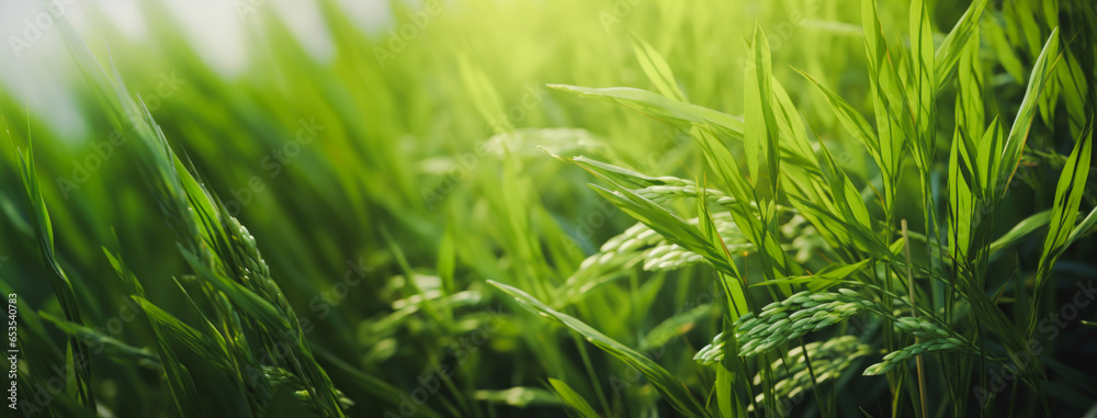 Green rice plant, Rice stalks and ears of rice Stock Illustration ...
