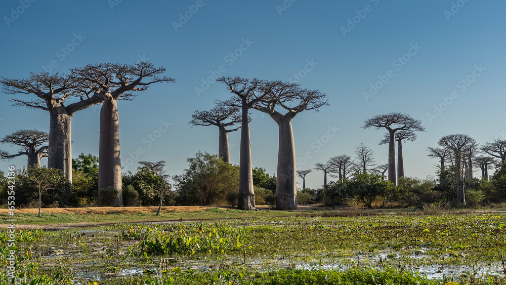 The famous alley of baobabs in Madagascar. Beautiful tall trees with ...