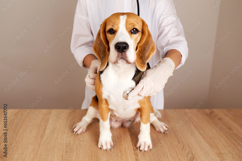 Veterinarian doctor making check up of a beagle dog with a stethoscope ...