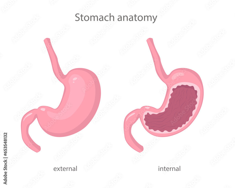 Scientific illustration of human healthy stomach external and internal ...