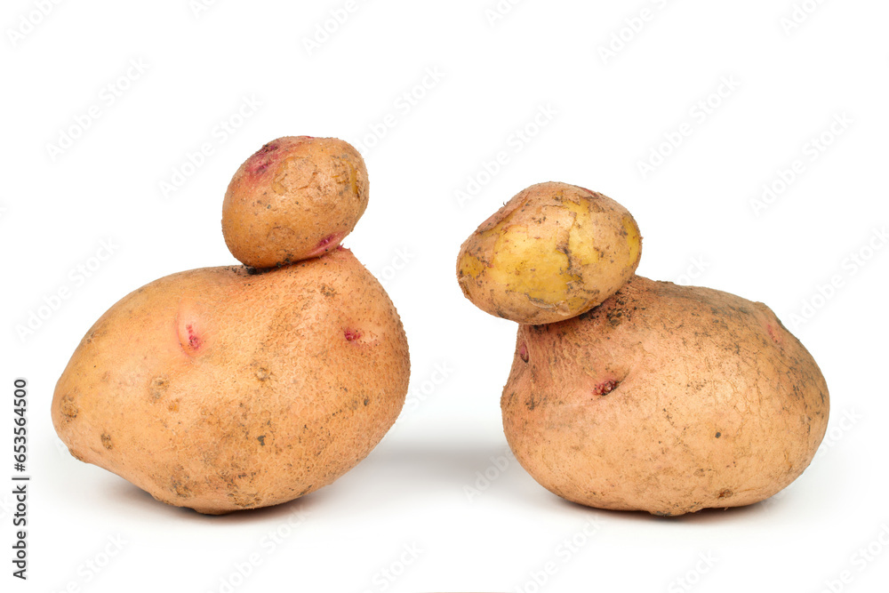 Two potato tubers of the original shape on a white background ...