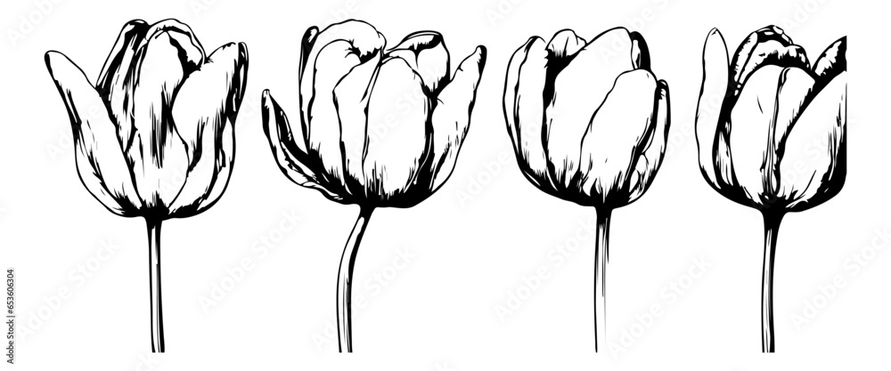 Set of tulip birth month flowers in March. Botanical line art vector ...