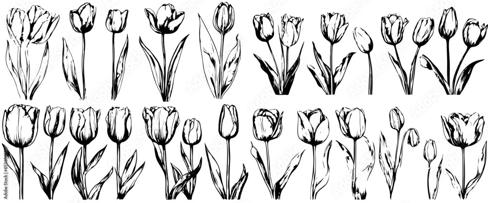 Set of tulip birth month flowers in March. Botanical line art vector ...