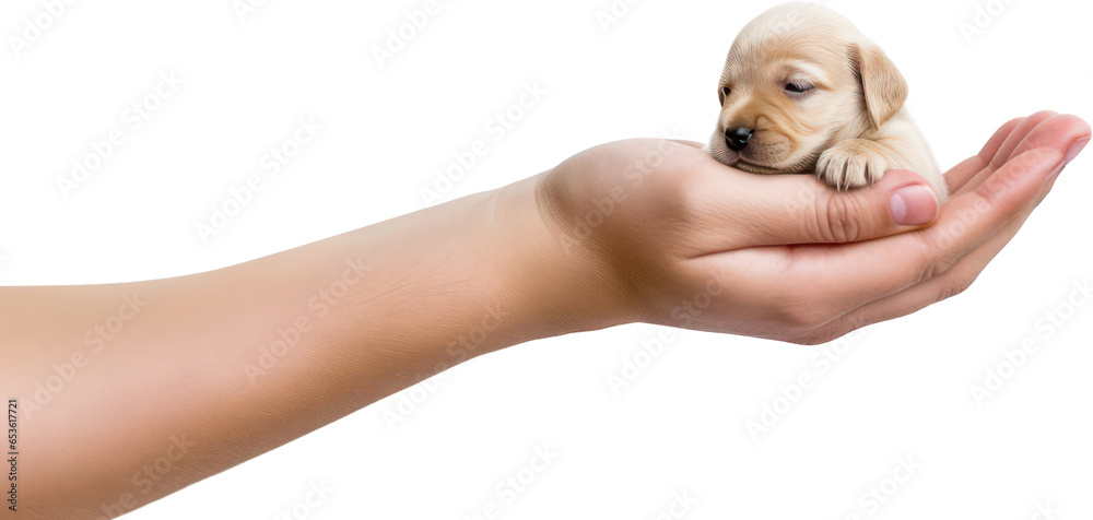 Hand holding a small cute puppy dog, little, pet, PNG, Transparent ...