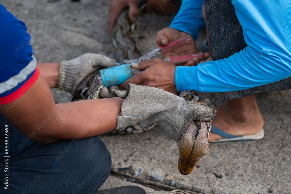 snake in the hand,handheld close up saves snake boa caught in animal ...