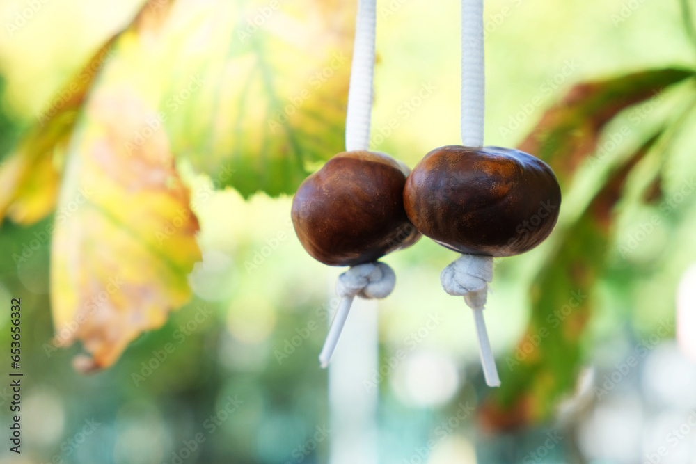 Conkers game. Conker threaded onto a piece of string striking each ...