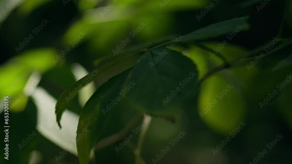 Forest plants movement of leaves of green plants on a sunny day in the ...