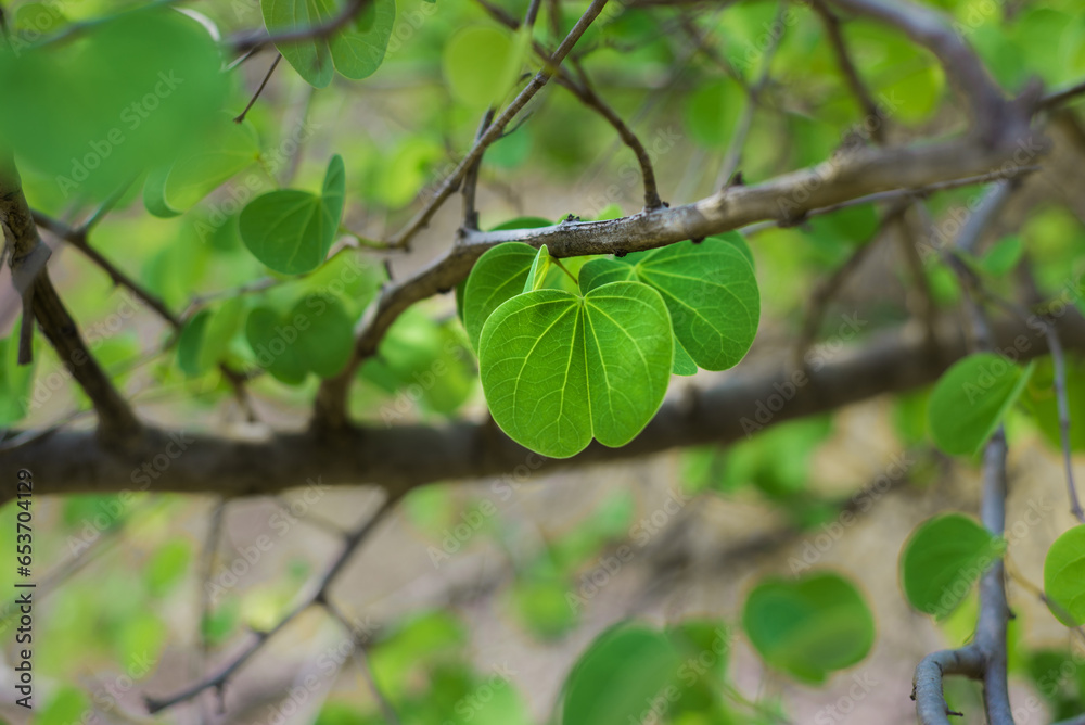 The leaves of the Apta tree, whose scientific name is Bauhinia racemosa ...