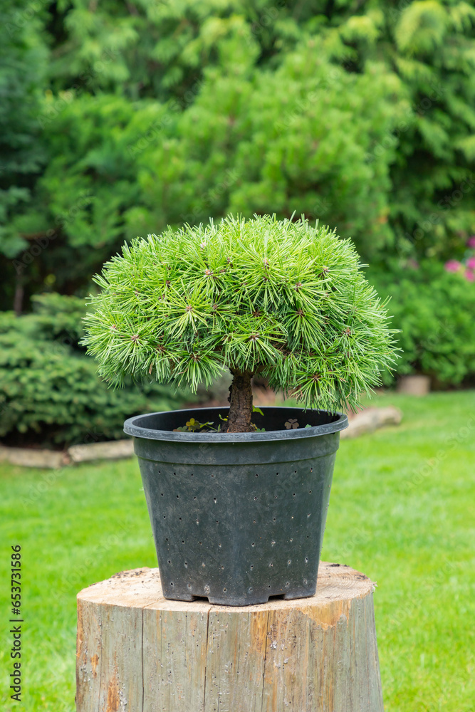 Cultivar dwarf mountain pine Pinus mugo var. pumilio in plastic pot ...