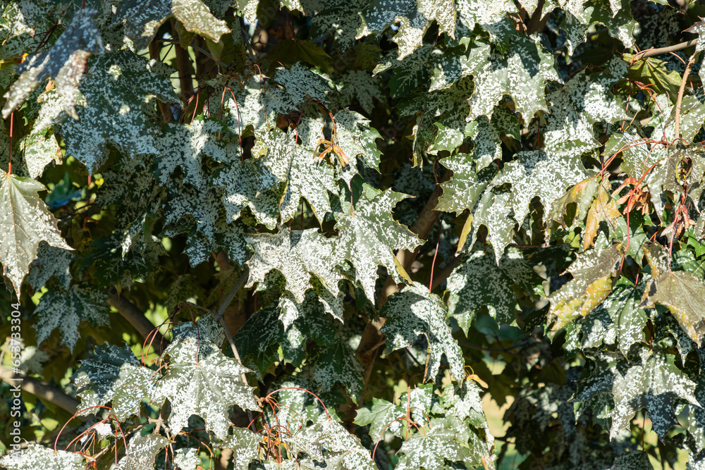Powdery mildew, fungal disease on maple trees. Powdery mildew on maple ...