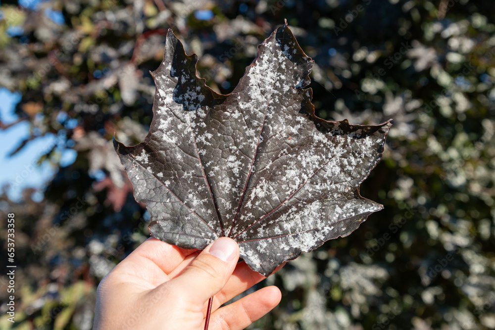 Foto de Male hand holding red maple leaf diseased of powdery mildew ...
