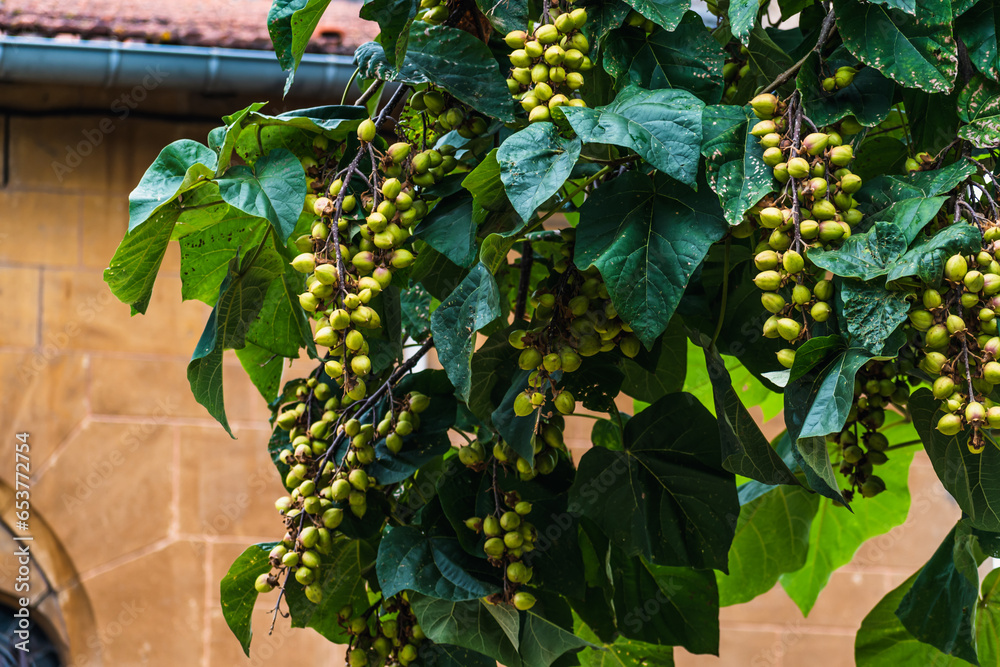 Paulownia tomentosa and its fruits in late summer, also called empress ...